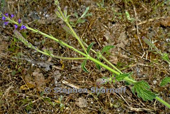 Verbena lasiostachys var. lasiostachys