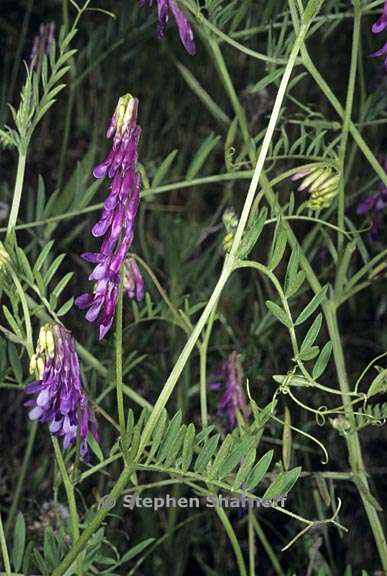 Vicia villosa ssp. varia