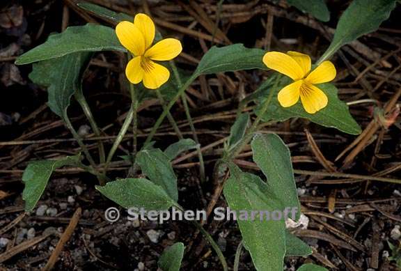 Viola pinetorum ssp. pinetorum