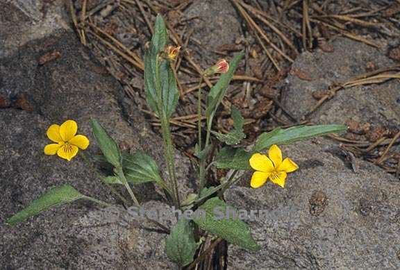 Viola pinetorum ssp. pinetorum