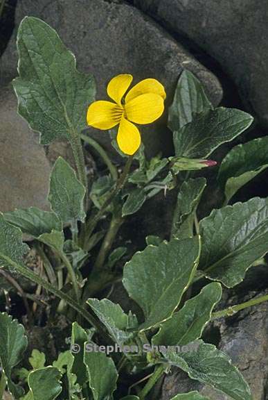 Viola purpurea ssp. quercetorum