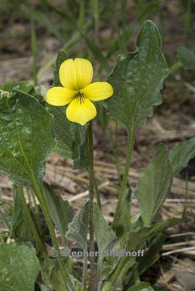 Viola purpurea ssp. quercetorum
