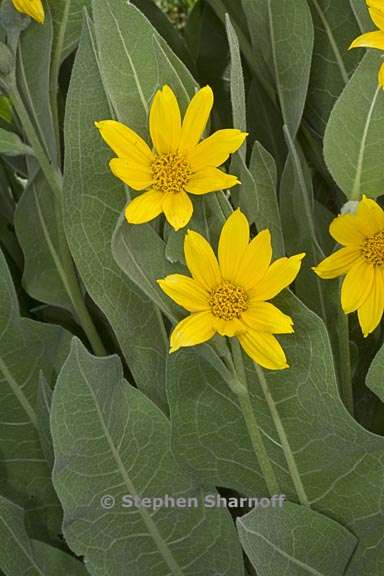 Wyethia mollis