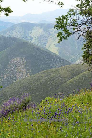 Sierra Foothills Plants
