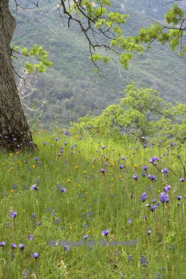 Sierra Foothills Plants