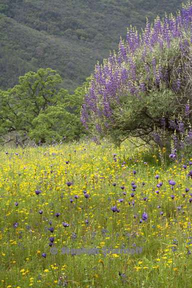 Sierra Foothills Plants