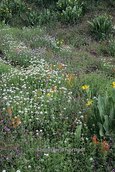 Sierra Montane to Alpine Plants