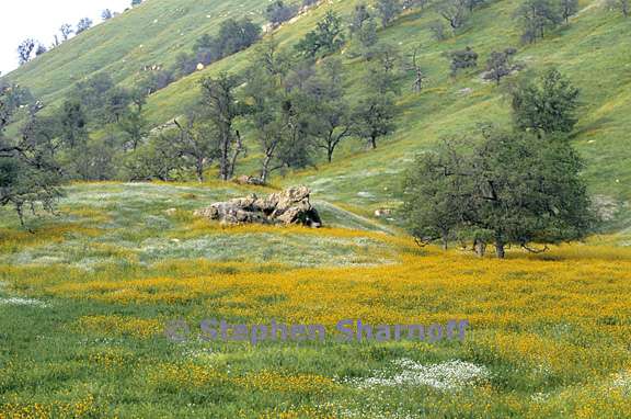 Sierra Foothills Plants
