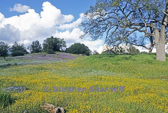 Sierra Foothills Plants