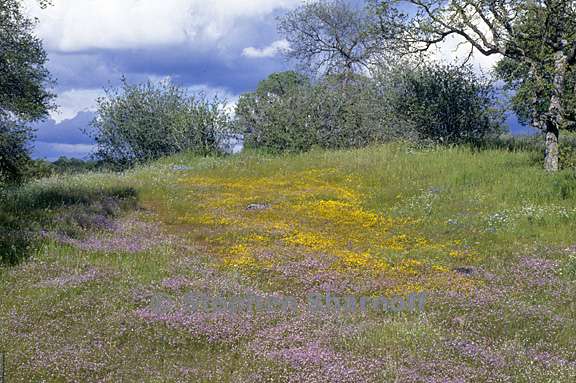 Sierra Foothills Plants