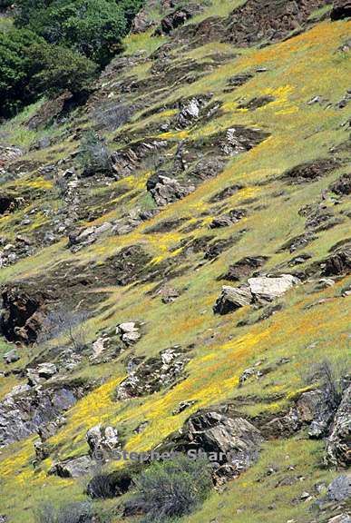 Sierra Foothills Plants
