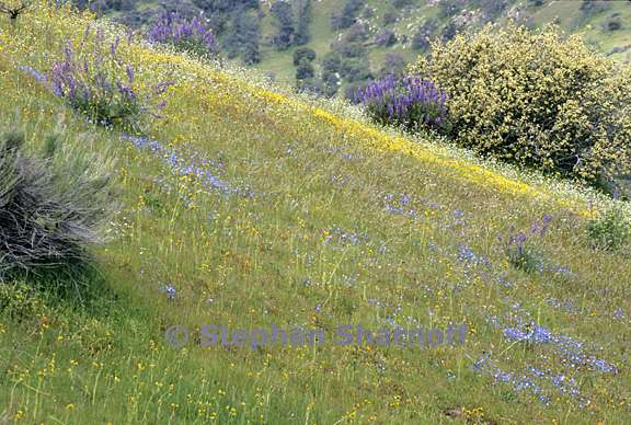 Sierra Foothills Plants