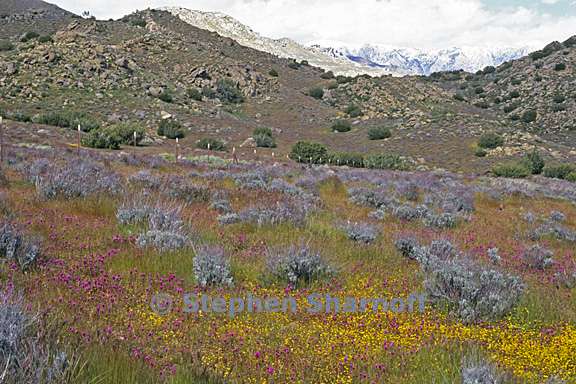 Sierra Foothills Plants