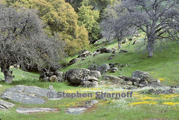 Sierra Foothills Plants