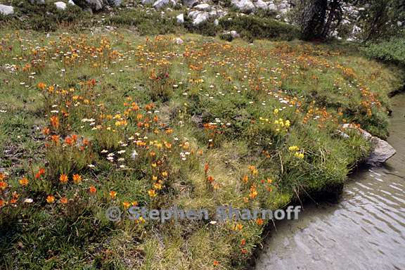 Sierra Montane to Alpine Plants