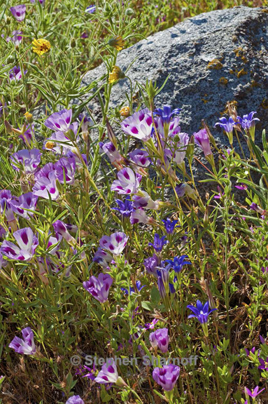 Sierra Montane to Alpine Plants