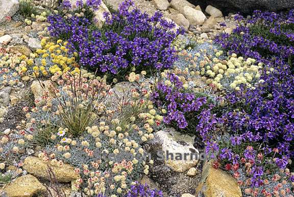 Sierra Montane to Alpine Plants